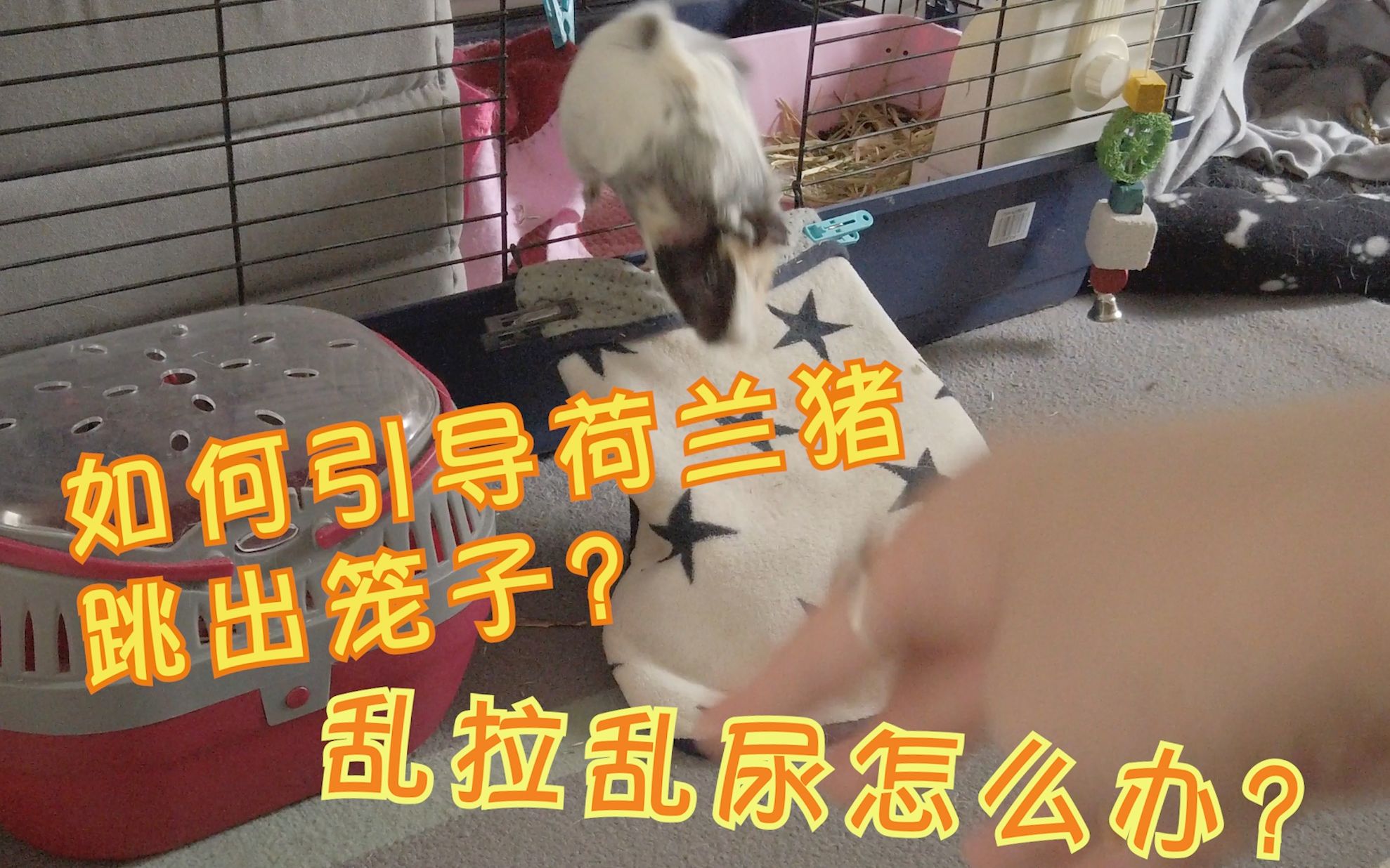 荷兰猪饲养经验之——教荷兰猪定点上厕所&散养经验分享