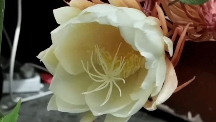 罕见!“月下美人”昙花四个月竟开三次 双花绽放引众人围观