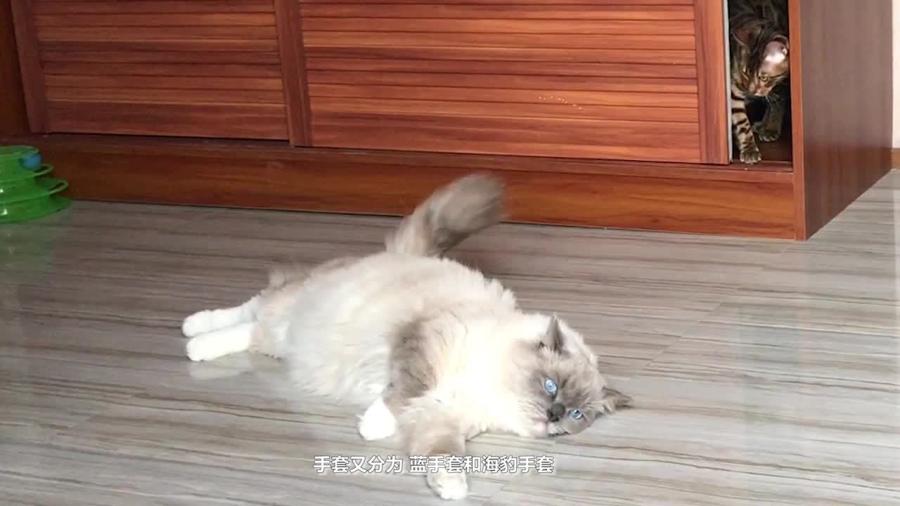 猫品种介绍之布偶猫
