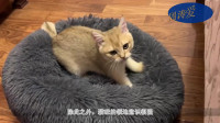 猫咪为啥有踩奶的动作,这代表了什么含义?