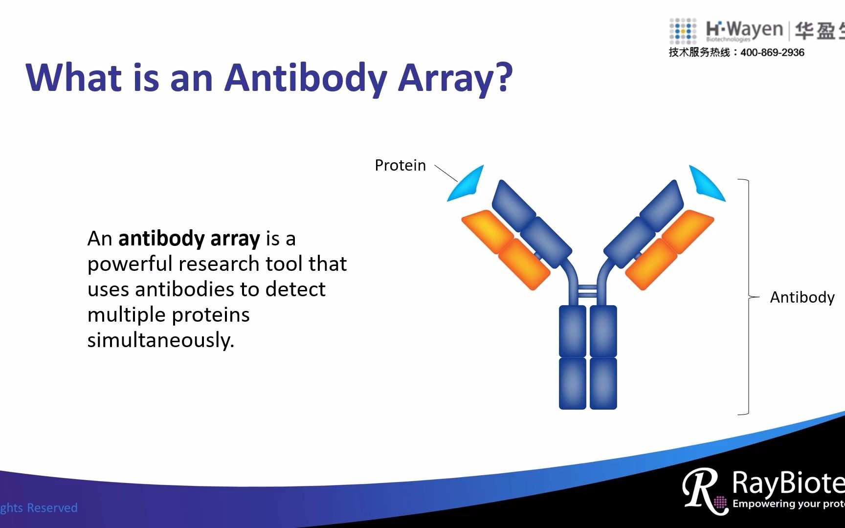 What is an Antibody Array