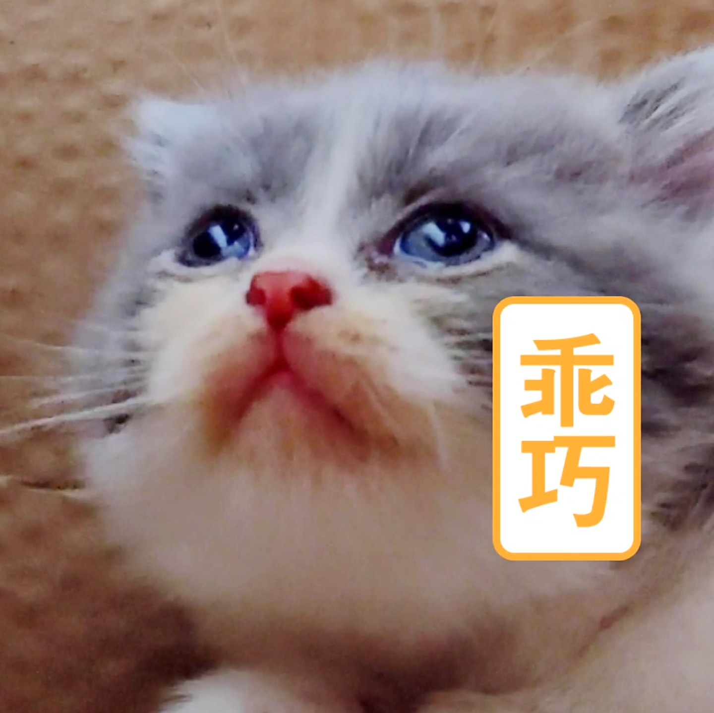 PentaQ是只猫 