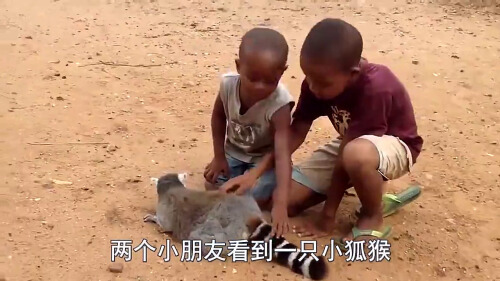 小朋友给狐猴挠痒痒,它竟然上瘾了,网友:这是成精了
