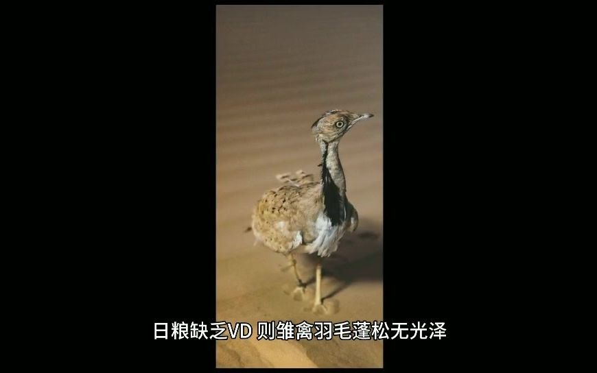 鸡羽毛不好不亮怎么办 如何让鸡的羽毛长漂亮