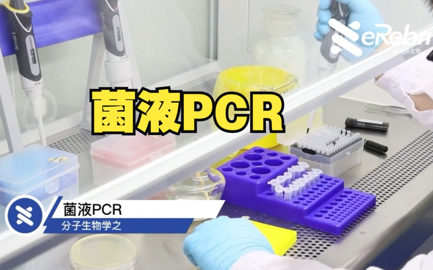 实验:菌液PCR