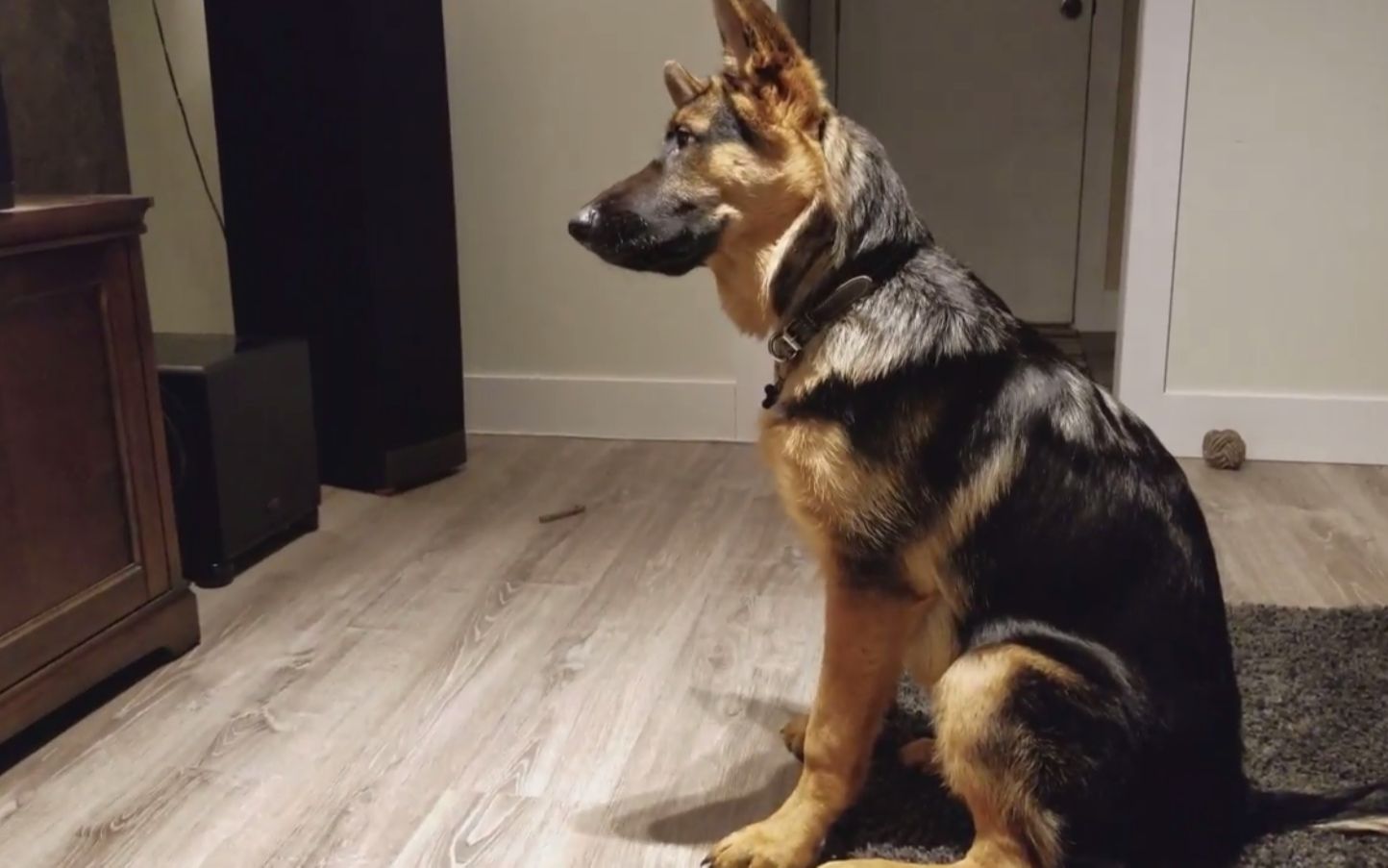 【德牧】突然听到电视中的狗叫会是什么反应?