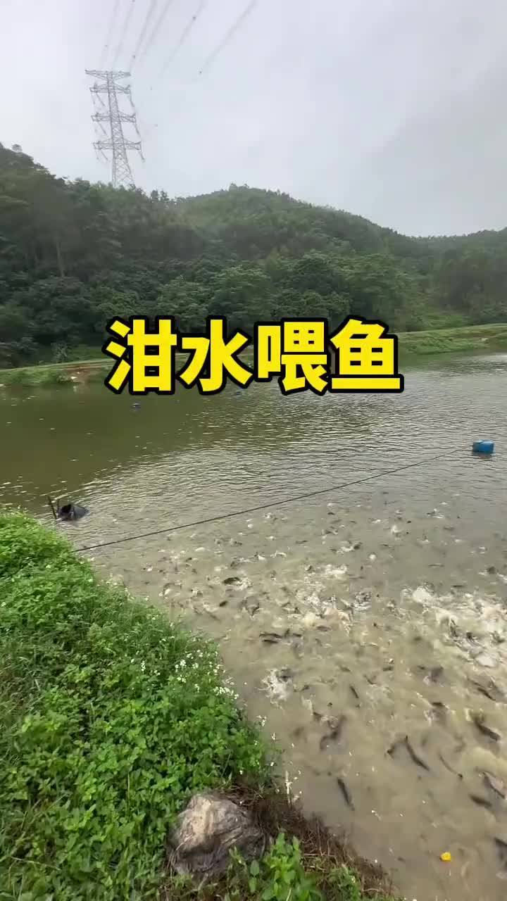 原来厨余垃圾还能用来喂鱼。