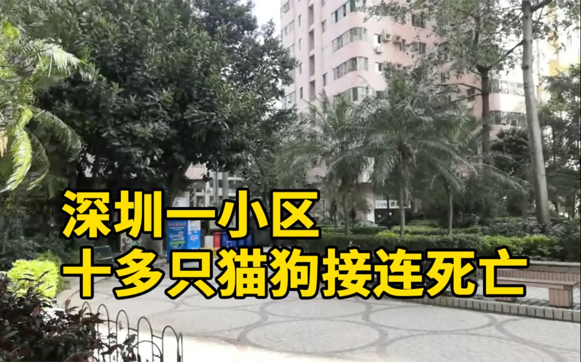 深圳一小区十多只猫狗接连死亡,业主怀疑遭人投毒