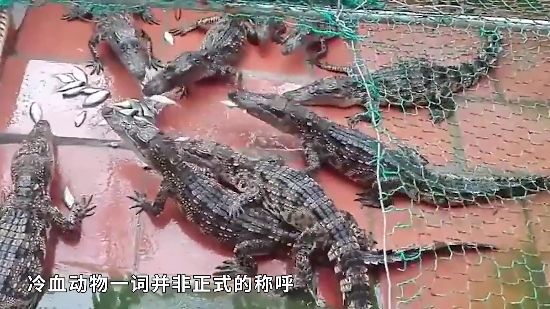 科普：什么是爬行动物？