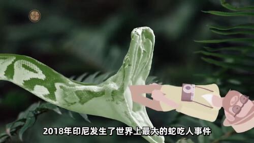 2018年,巨蟒吞人事件,如果被巨蟒吞掉,用刀能自救吗?