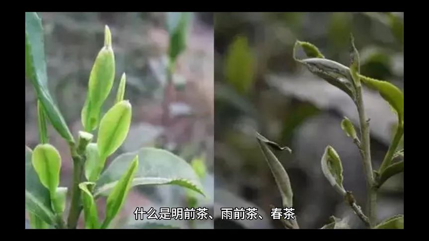 喜欢绿茶的你,知道绿茶的采摘期和其特性及功效吗?