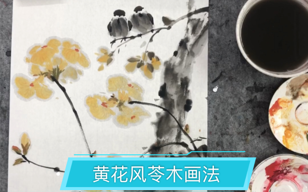 黄花风苓木画法