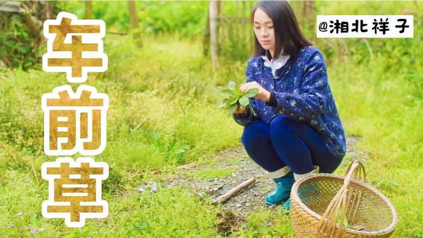 车前草价值这么高?好多人不知道,老婆每年都要挖点晒干泡茶喝