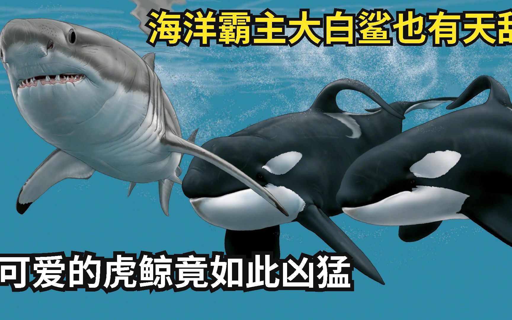 大白鲨并非海洋霸主,统治海洋的却是这种可爱动物,你了解它们吗