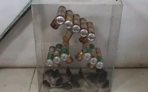 这是我见过最有效的捕鼠方法,老鼠已经绝望了