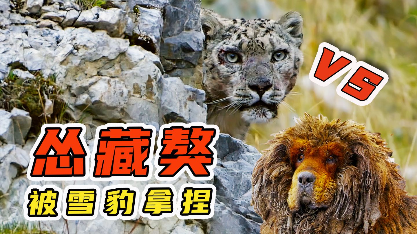 藏獒:当时我被吓成了“狗”