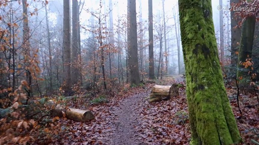 3D高清拍摄,体验一把置身原始森林的感觉!