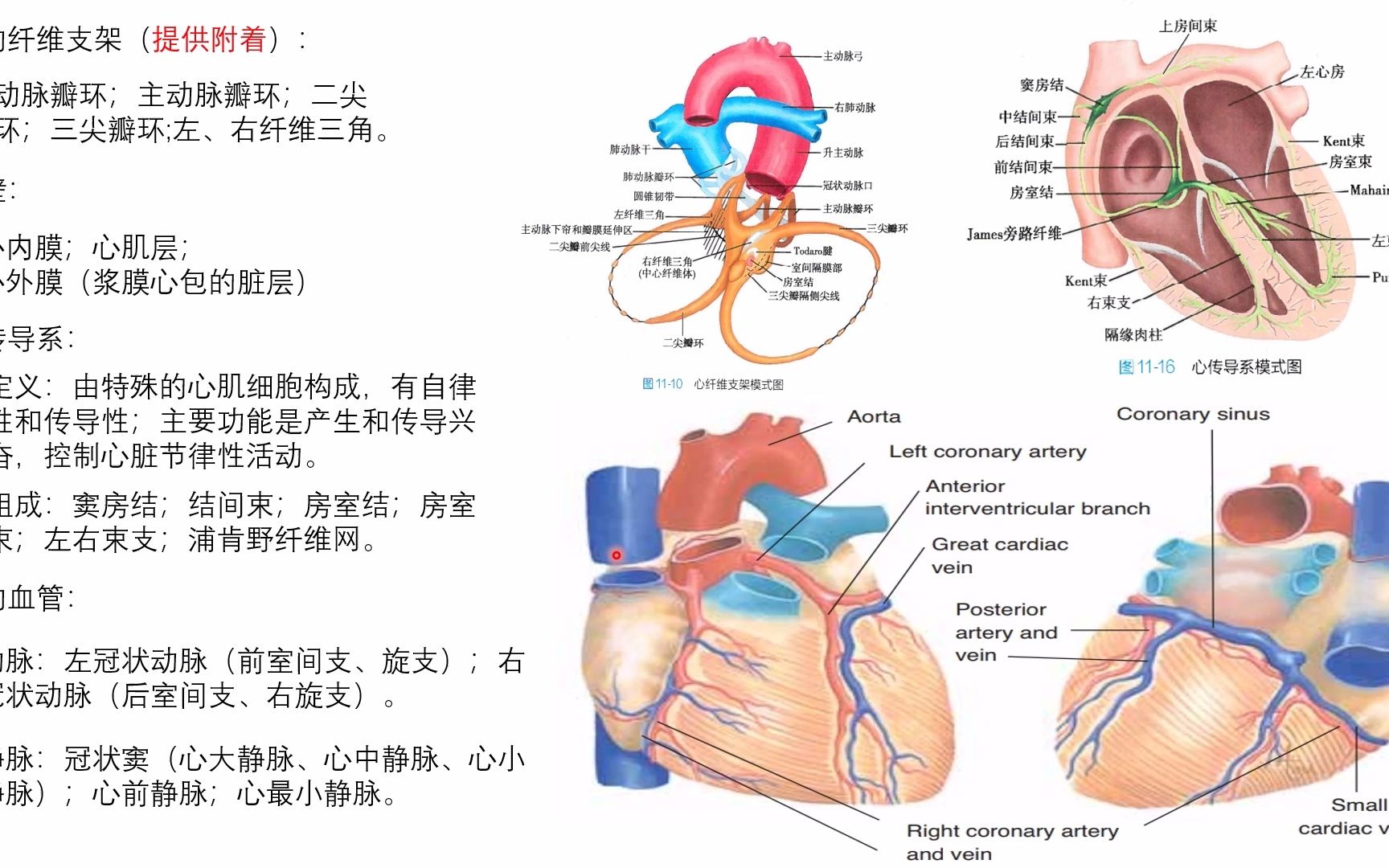 系统解剖学-心血管系统之心的内部结构