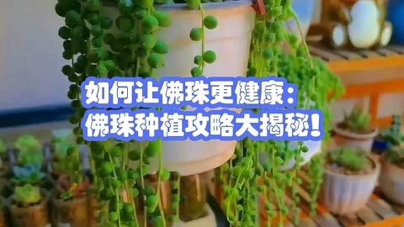 如何让佛珠更健康:佛珠种植攻略大揭秘!不要错过