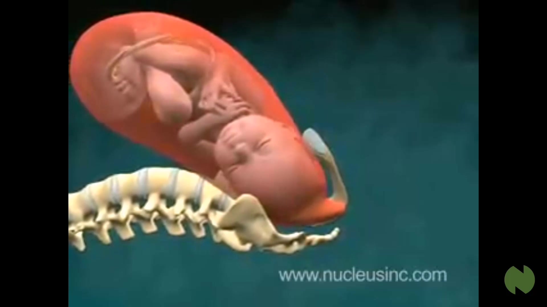 【生物】婴儿分娩过程-3D动画演示