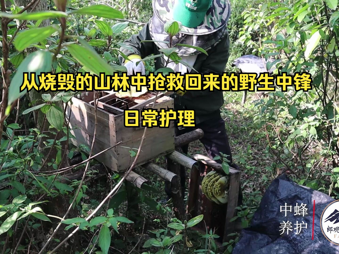 从烧毁的山林中抢救回来的野生中锋的日常护理