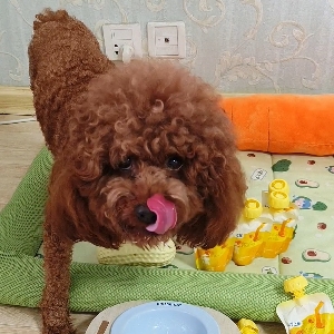 拿铁不是咖啡狗 