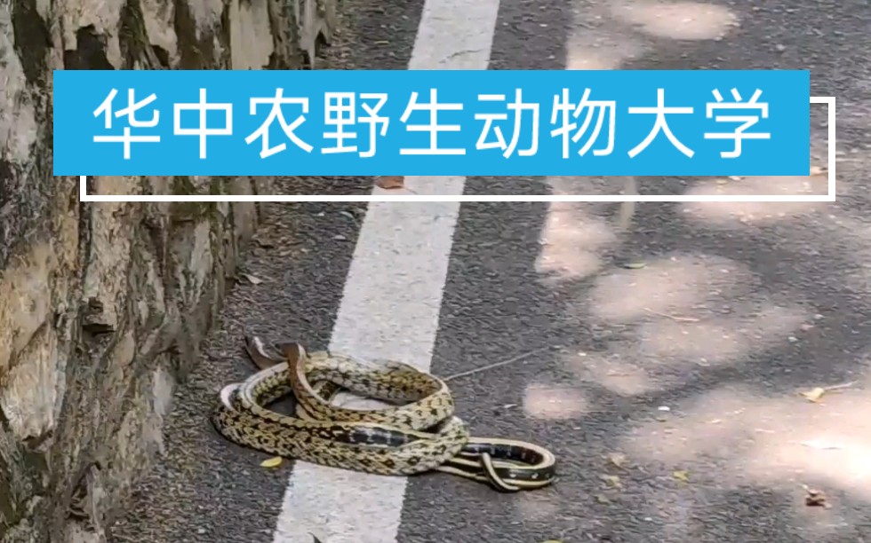 【华中农业大学】学校寝室边遇到两条蛇,不愧是华中农野生动物大学