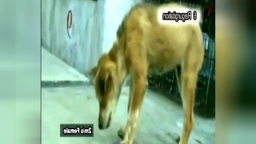 狗狗得了狂犬病的特征,得了狂犬病无解了