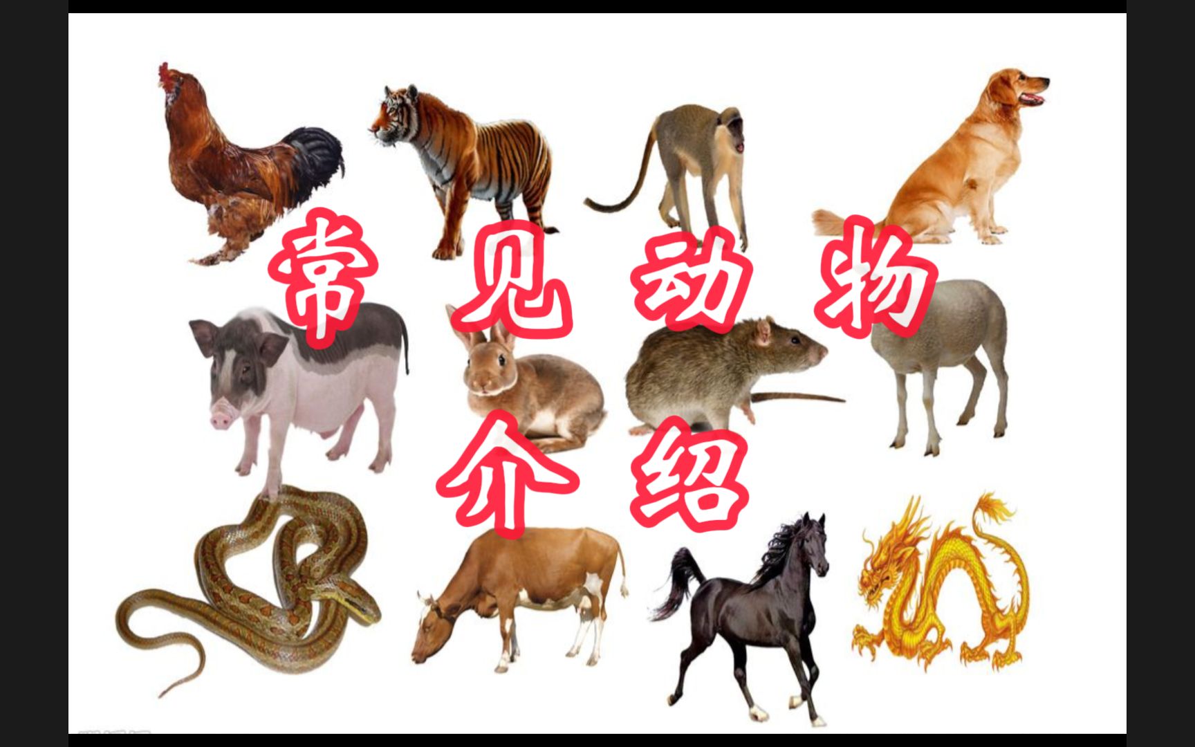 常见动物介绍