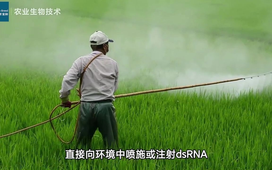 农业生物技术|RNAi技术的3种应用使其有望成为植物保护领域未来之星