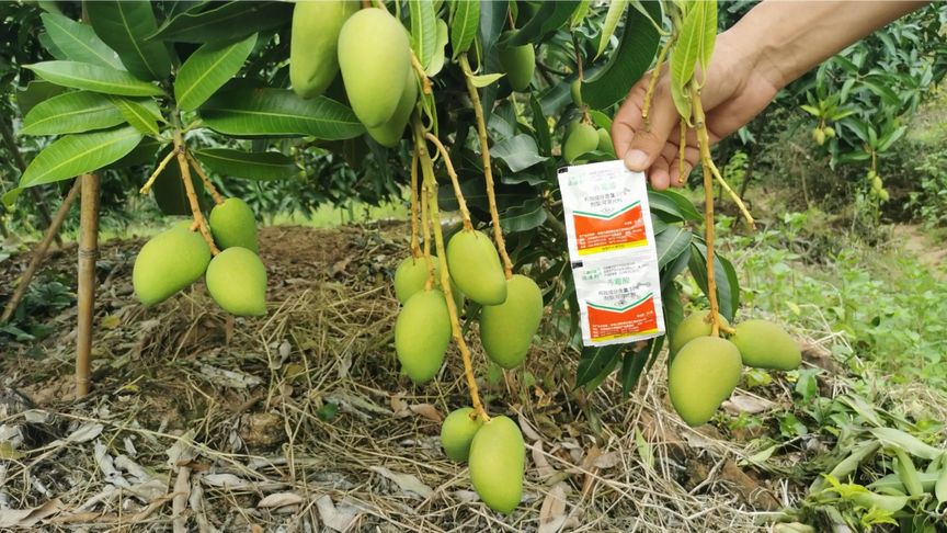 芒果种植的品质提升关键:好的农资投入品+配套技术方案