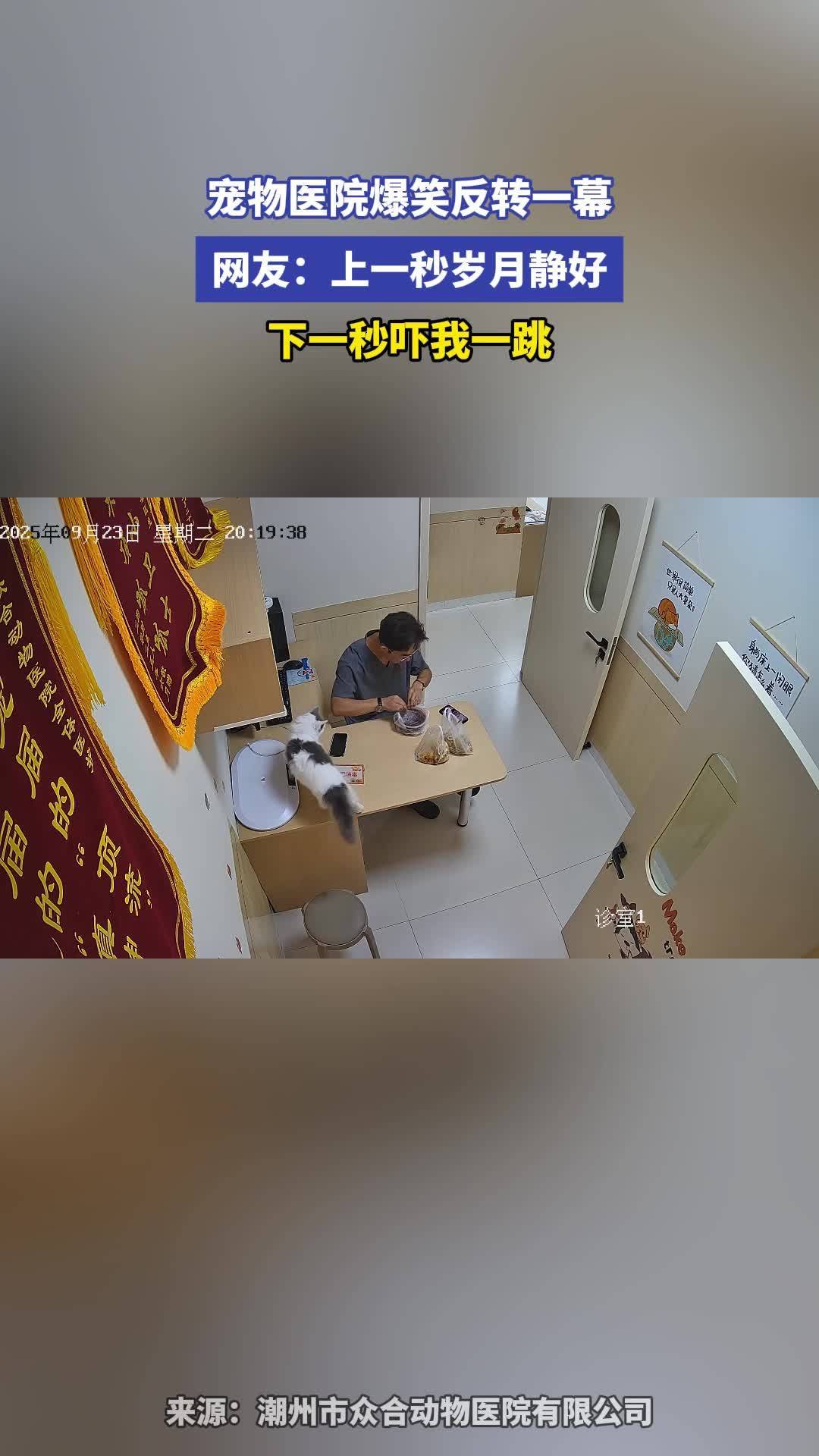 宠物医院爆笑反转一幕,网友:上一秒岁月静好,下一秒吓我一跳