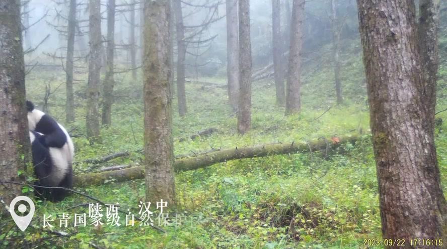 ...陕西长青国家级自然保护区在整理红外相机数据时发现了一段野生...