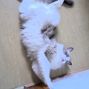 菜花花菜花 
