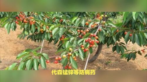 樱桃树什么时候打药较好,喷洒农药注意事项