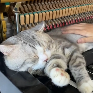 零点独立游戏工坊 