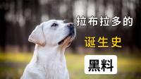   扒一扒拉布拉多的诞生史,以及它的老底