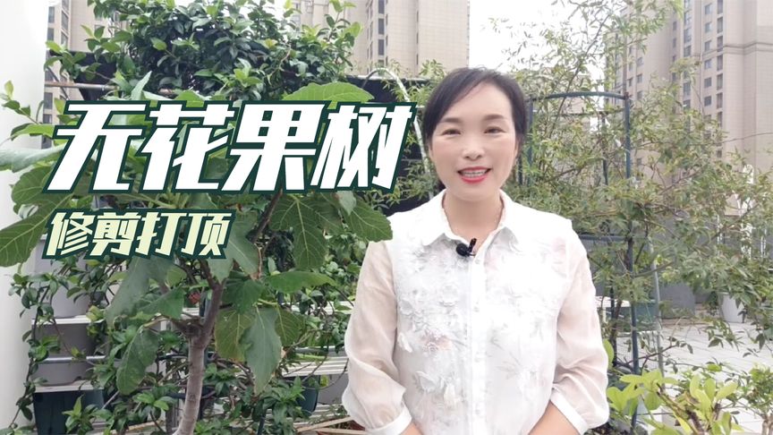 八月份给无花果树修剪打顶,果实膨大快,树体健壮好过冬