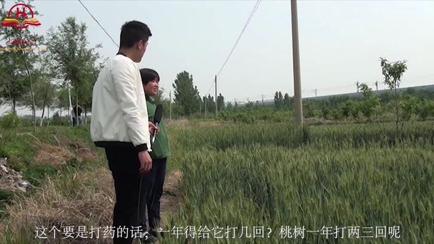 小强说三农:农村大姨详细讲述,桃树在种植期间的管理方法和技巧