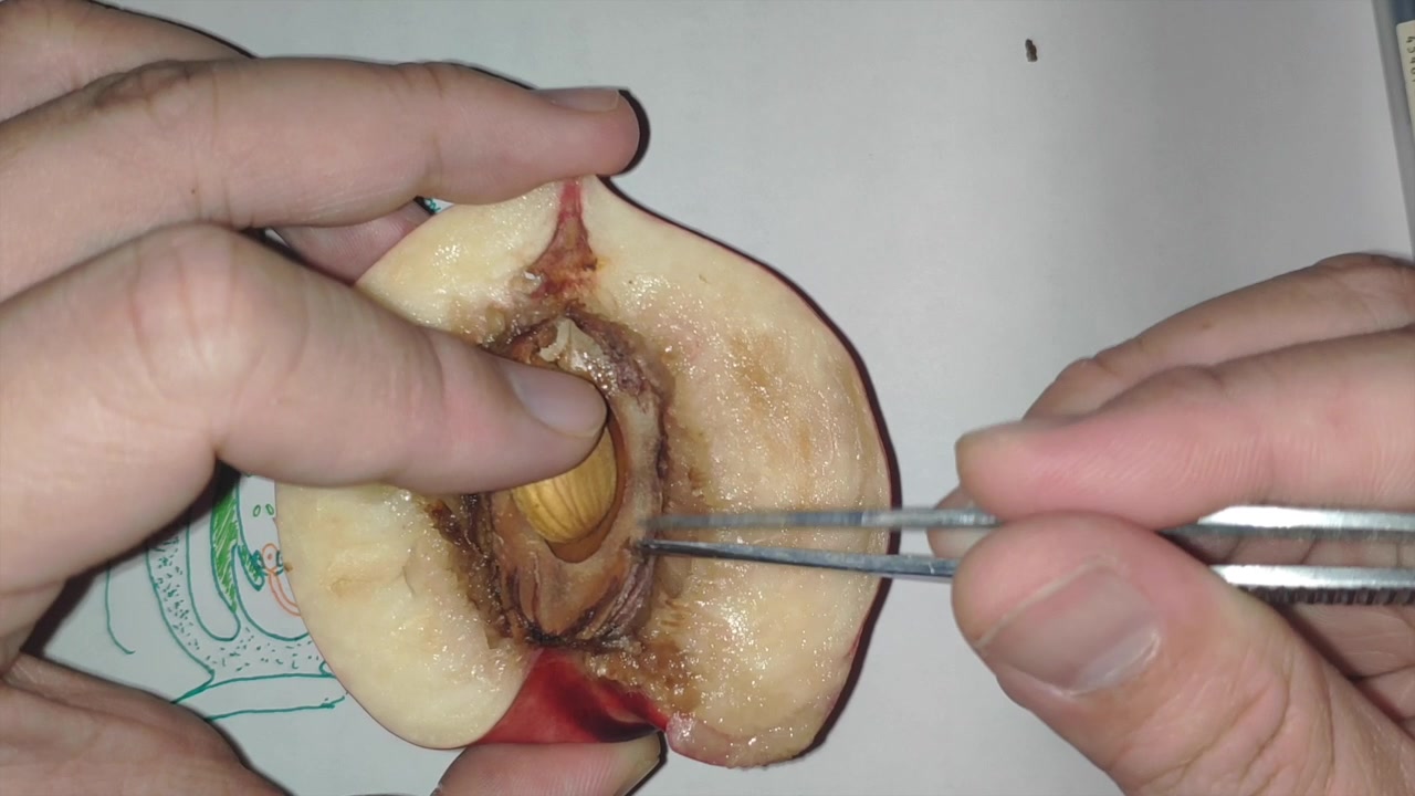 请你吃个桃,初三一年你没能弄清的果实和种子的发育。