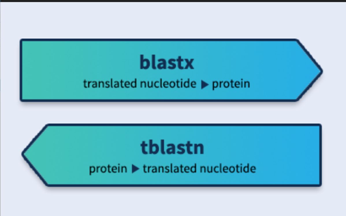 如何运用NCBI中的blastx寻找氨基酸编码的核苷酸序列即cds区