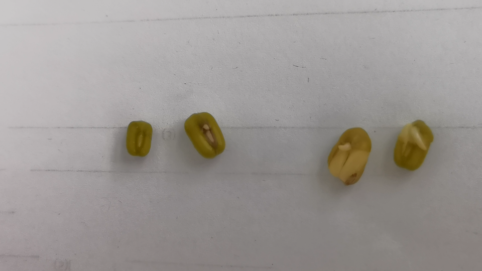 观察绿豆种子的结构