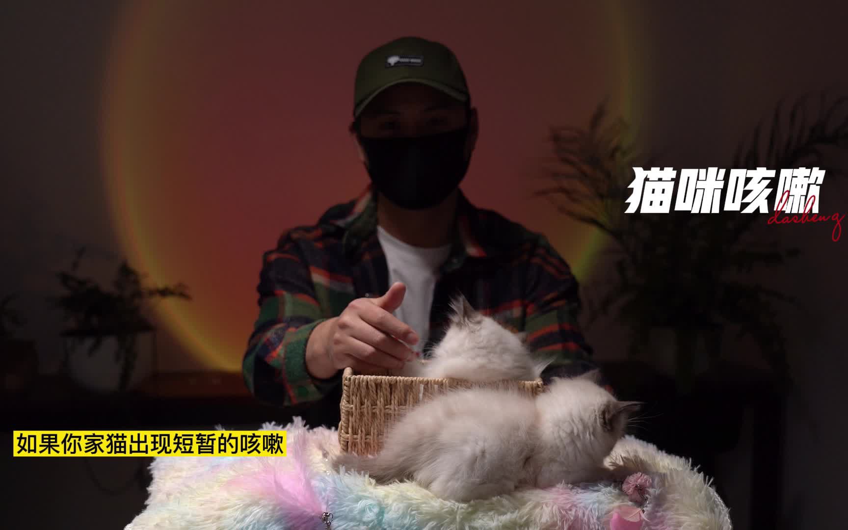 【科学养猫】秋冬季节,新手养猫遇到猫咪咳嗽,看完你莫慌