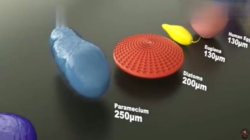 病毒到底有多大,对比一下看看更清晰,新冠病毒直径大约0.1微米