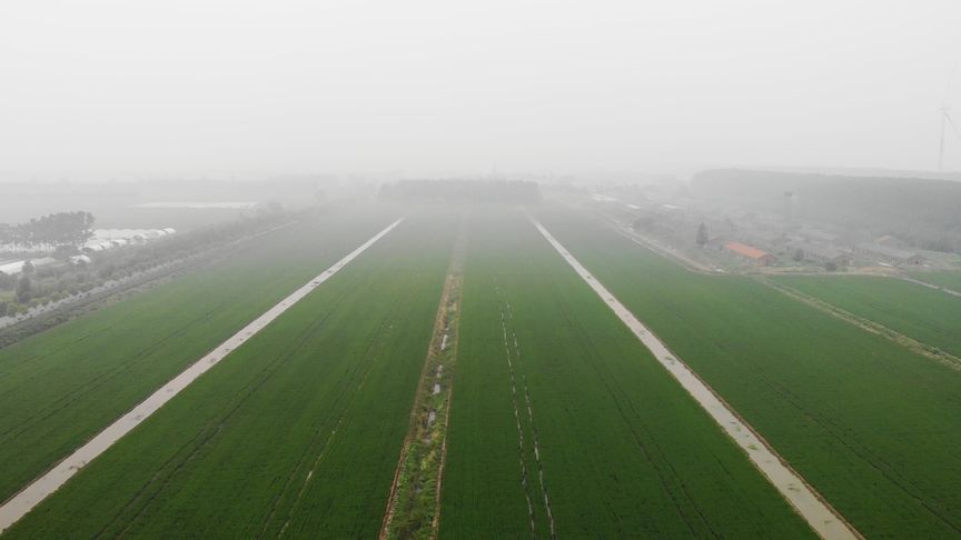 江苏农村,水稻种植大户的千亩良田,场面真壮观!