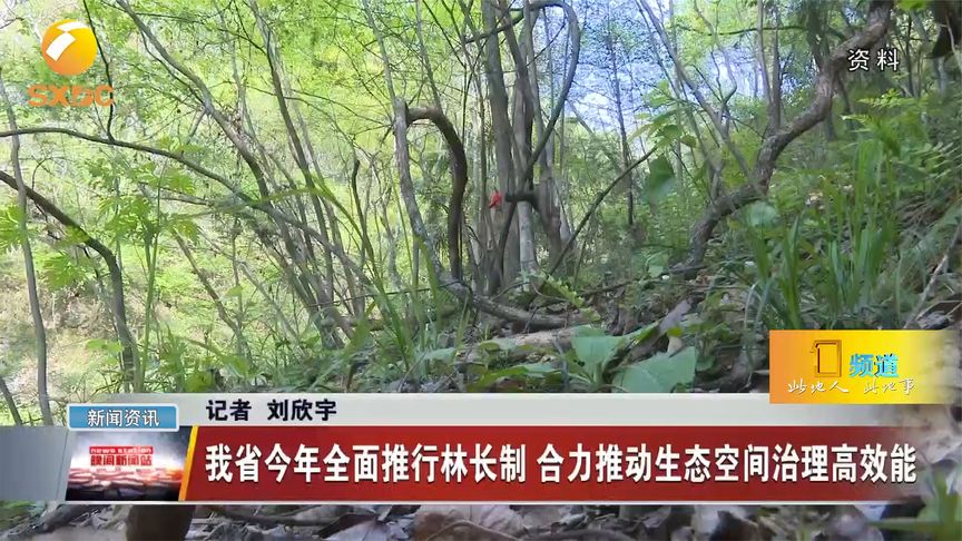 陕西今年全面推行林长制 合力推动生态空间治理高效能