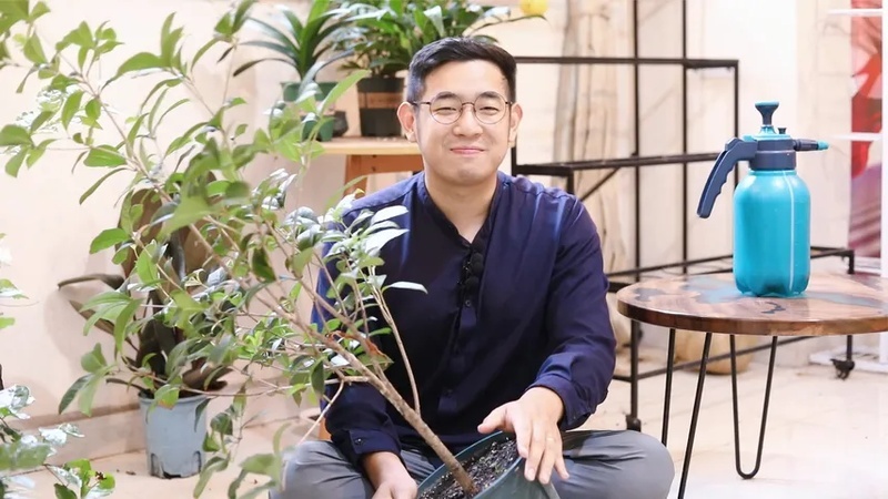 桂花怎么养?园艺师教你,桂花的详细养护技巧