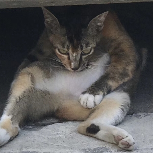 捞仔糖 
