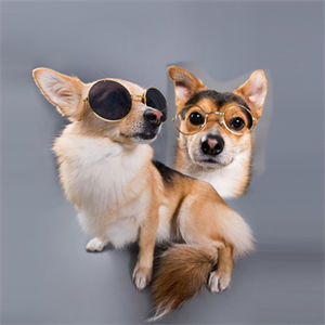 小黑小黄的幸福狗生