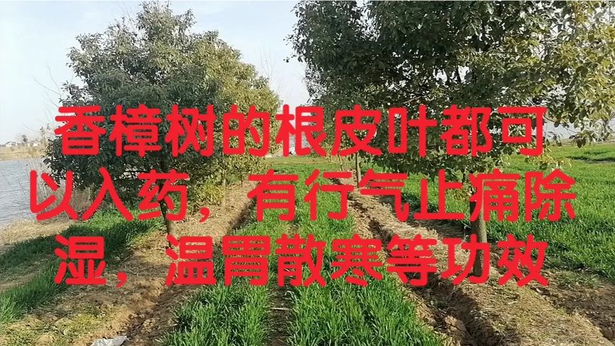 香樟树的根皮叶都可以入药,有行气止痛除湿,温胃散寒等功效